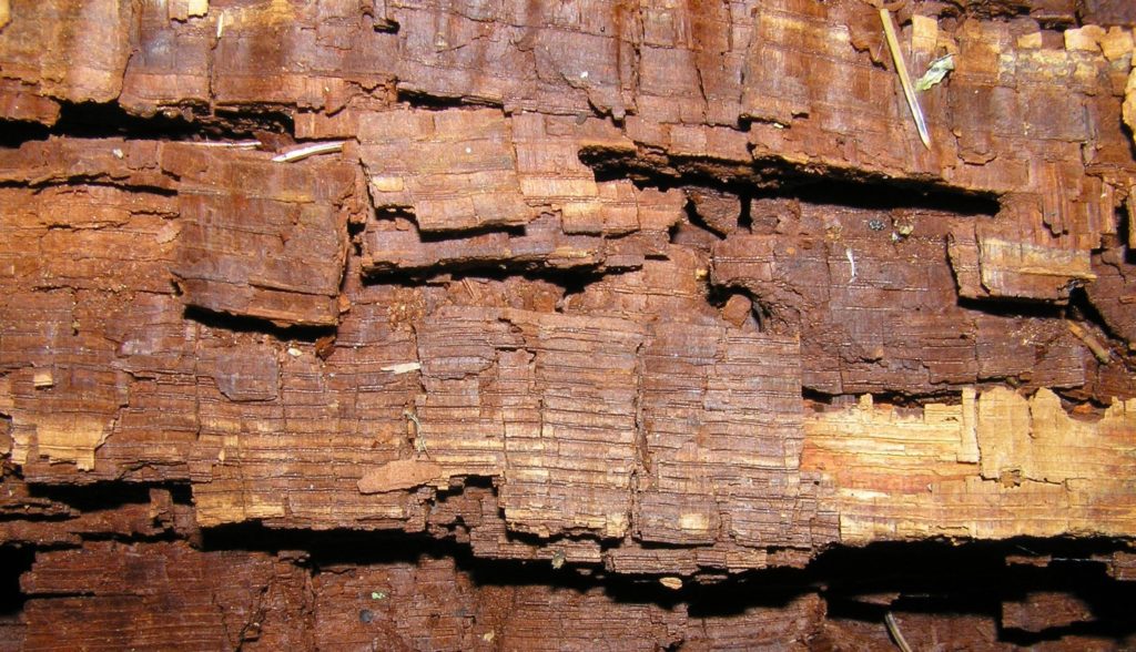 How damp can affect your timber | International Timber