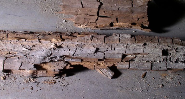 How to combat fungal decay in timber | International Timber