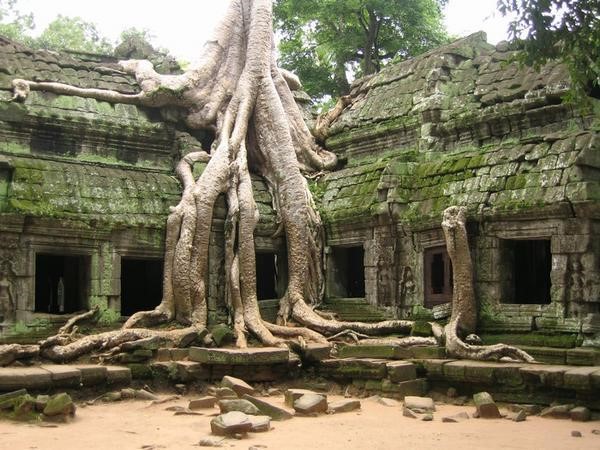 Strangest trees from around the world | International Timber