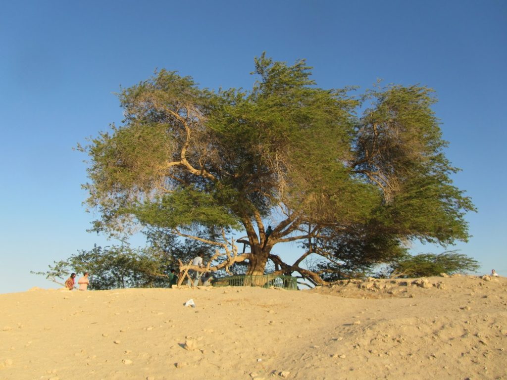 Strangest trees from around the world | International Timber